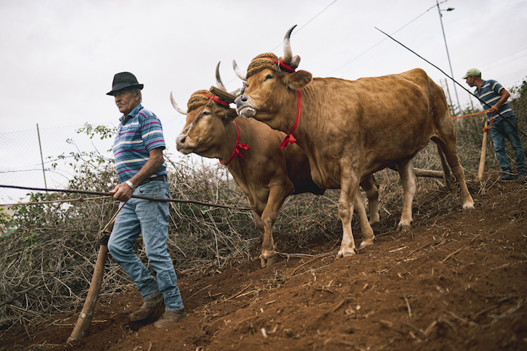 La Laguna celebra el Día de la Arada con una llamada a la recuperación ...